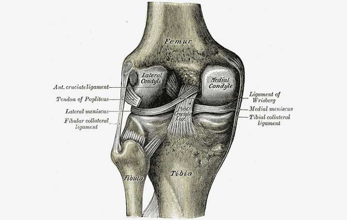 Todo lo que necesitas saber sobre las lesiones de rodilla - Bitbol